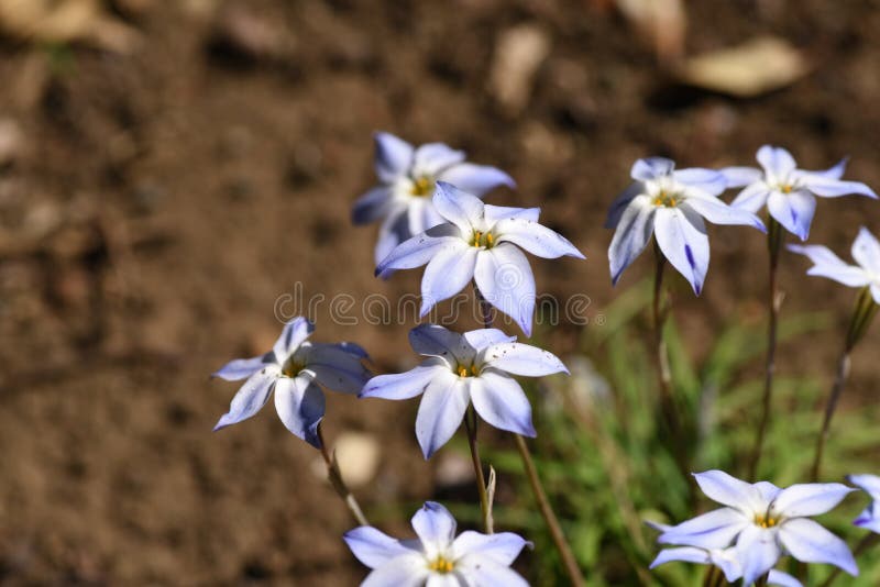 Spring star flower stock image. Image of blue, leaves - 143962753