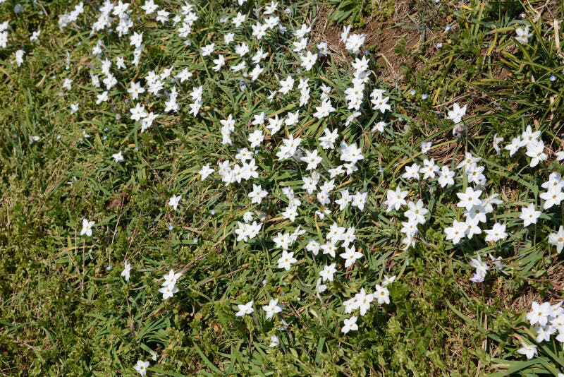 Spring star flower stock photo. Image of blooming, small - 143962760