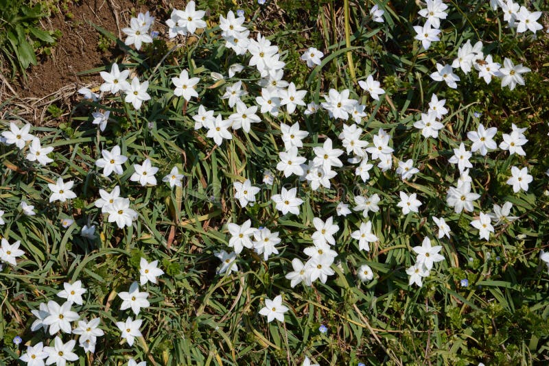Spring star flower stock photo. Image of petal, gardening - 143962776
