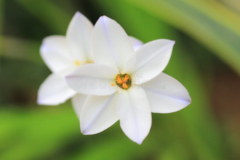Spring star stock image. Image of beautiful, spring, flower - 39545661