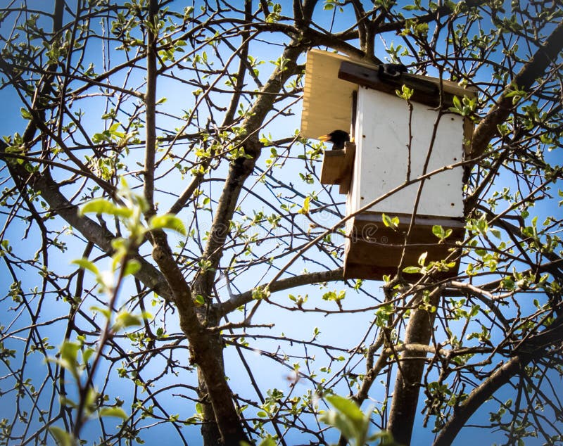 Spring Starling in a Tree House Stock Photo - Image of house, animals ...