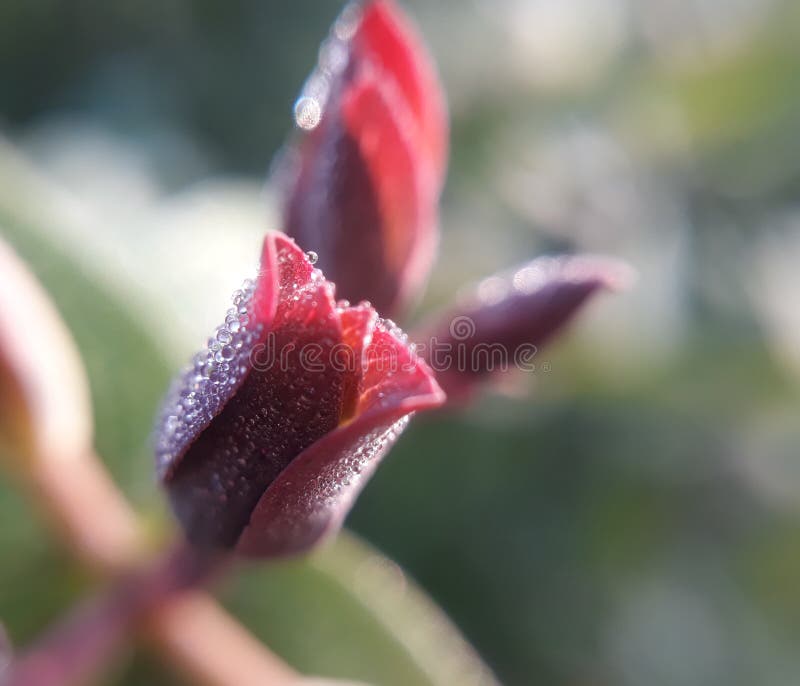 Spring start stock photo. Image of closeup, garden, fresh - 139529122
