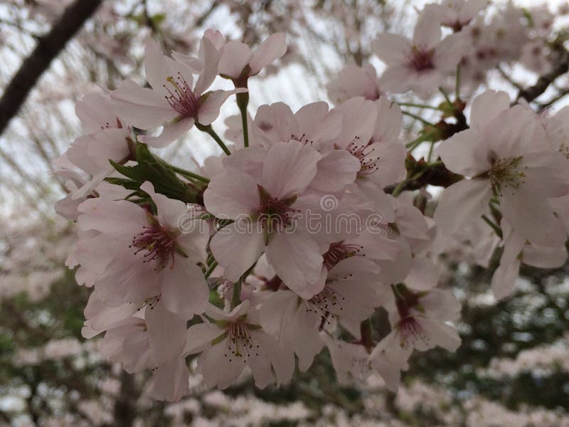 Spring is start stock image. Image of twig, branch, tree - 69471803