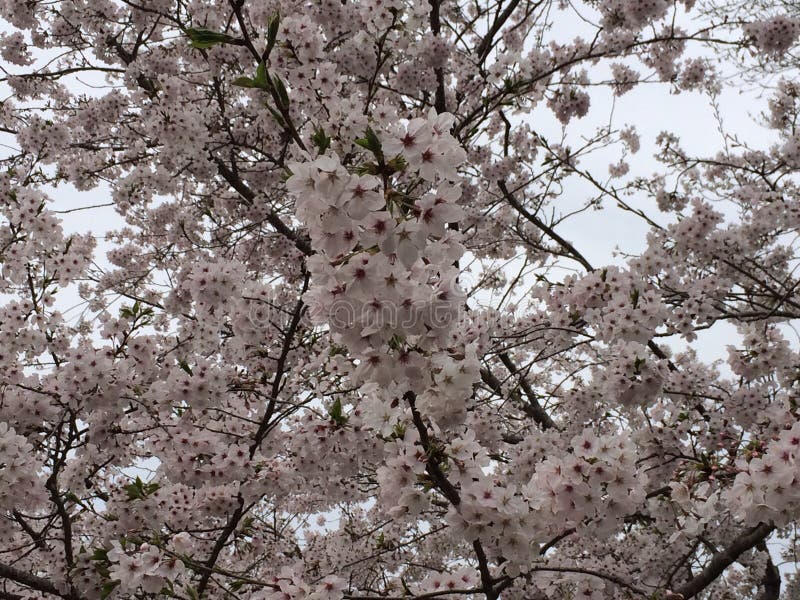 Spring is start stock photo. Image of blossom, branch - 69471842