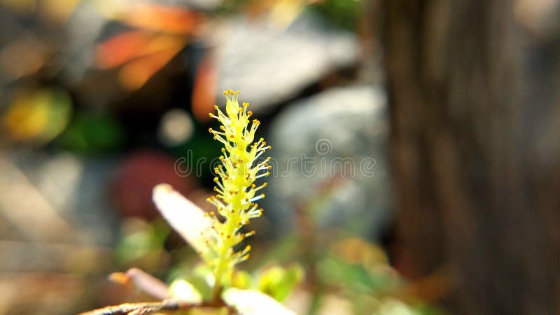 Spring Starting and Plants Buds and Leaf Growing Stock Photo - Image of ...