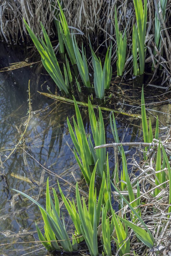 Spring Stems Iris Garden in Water Stock Image - Image of floral, water ...