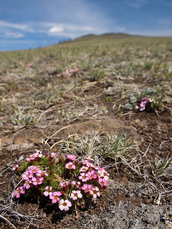 Alpine steppe stock photo. Image of alpine, grassland - 64358996