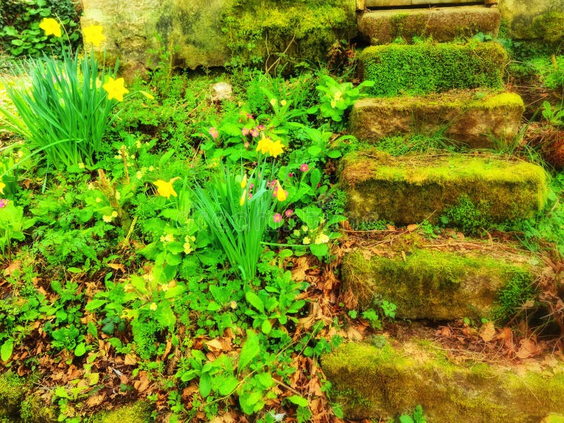 Spring steps Cornwall UK stock photo. Image of green - 215989198