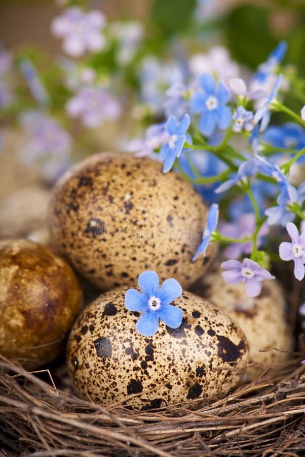 Spring still life stock image. Image of eggshell, holiday - 24876673