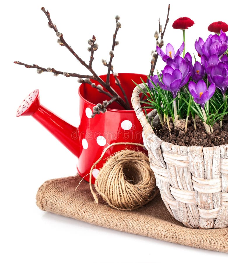 Spring Still Life with Flowers Crocus and Branch Tree Stock Image ...