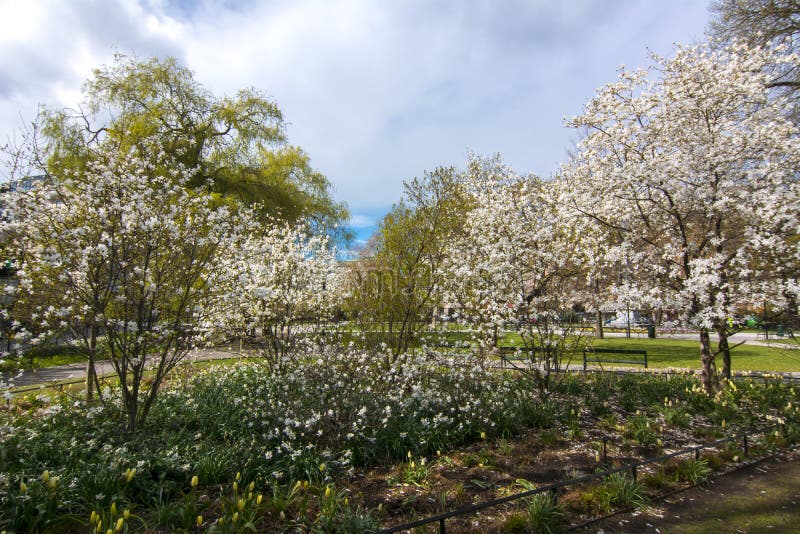 Spring in Stockholm, Sweden Stock Photo - Image of scene, bloom: 123171908