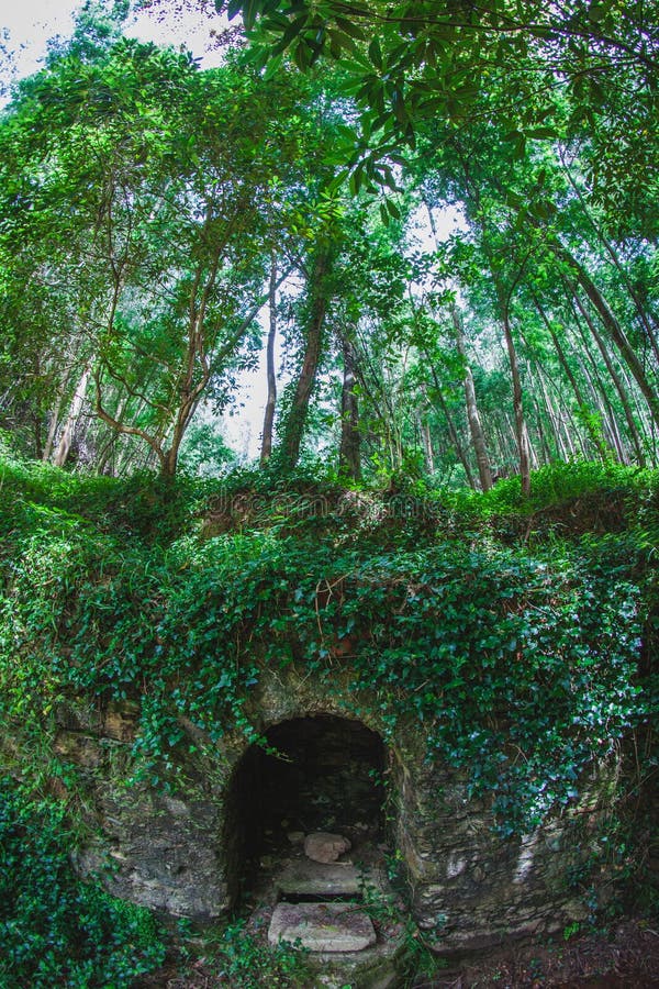 Spring in stone wall stock image. Image of bush, natural - 222645093