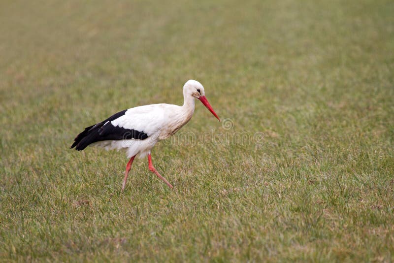 Spring stork stock photo. Image of animal, beak, countryside - 31303282
