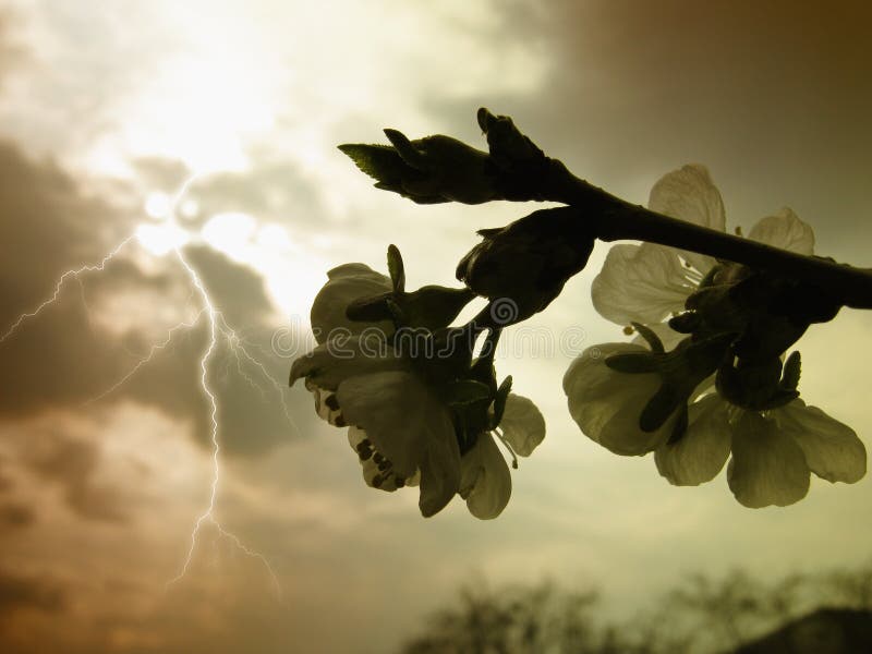 Spring storm stock photo. Image of storm, lightning, plants - 30891734