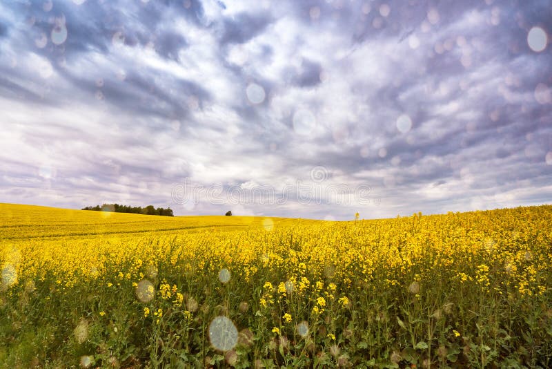 Spring Storm Clouds Above Seed Field. Stock Image - Image of beautiful ...