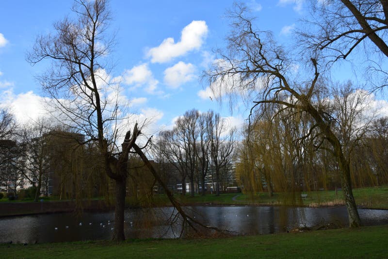 Spring after the Storm. Trees are Broken... Stock Photo - Image of ...
