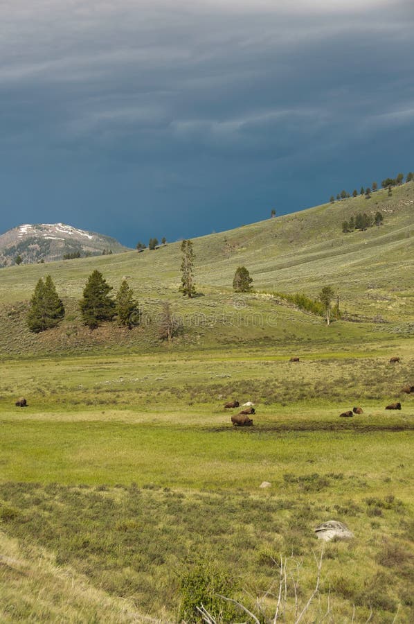 Spring Storms stock image. Image of national, park, buffalo - 27476539