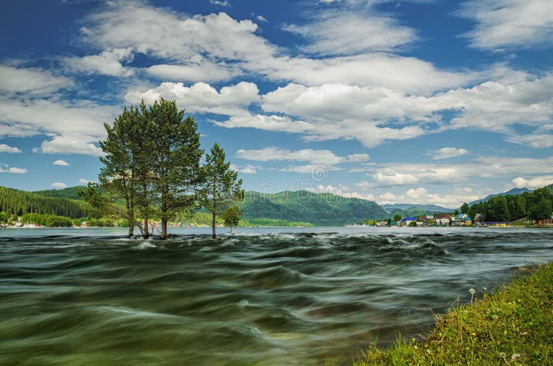 Spring Stormy River, Which Has Flooded Tree. Against the Backdrop of ...