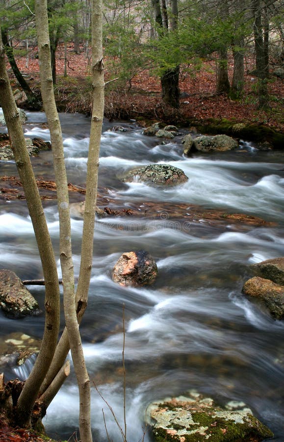 Spring Stream stock photo. Image of water, spring, trees - 2270944