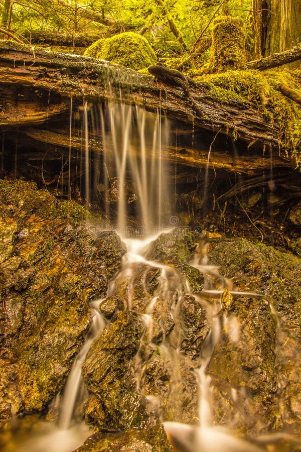 Spring Stream stock image. Image of olympic, stream, forest - 51603069