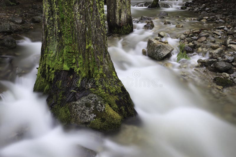 Spring Stream Flow in Yosemite Valley Stock Image - Image of clean ...