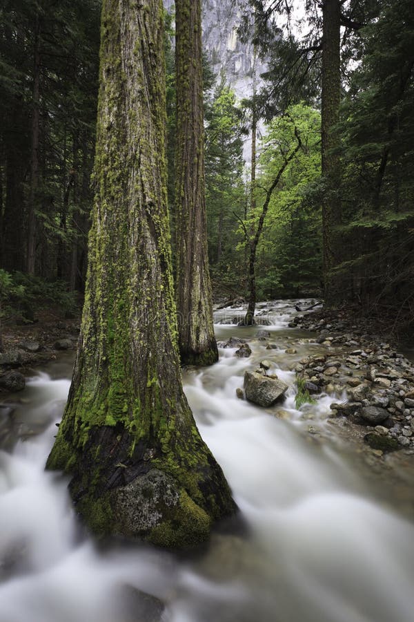 Spring Stream Flow in Yosemite Valley Stock Image - Image of california ...