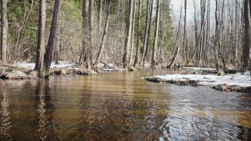 Spring Stream in the Forest Nature Background Stock Video - Video of ...