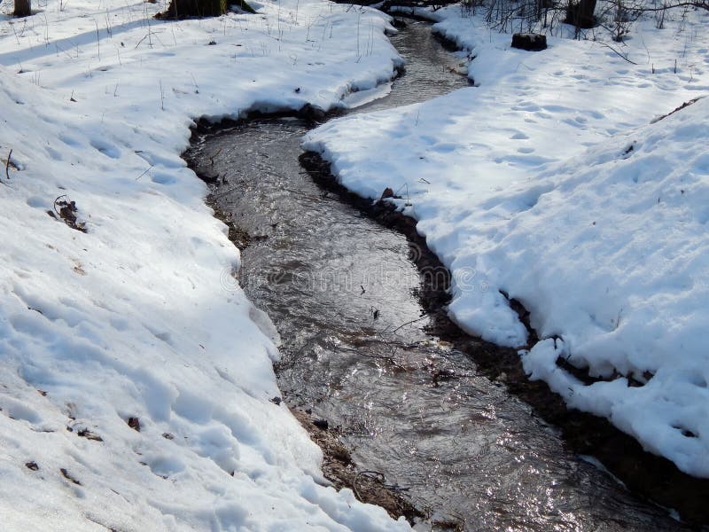 Spring Stream in the Forest Park in the Morning Stock Photo - Image of ...