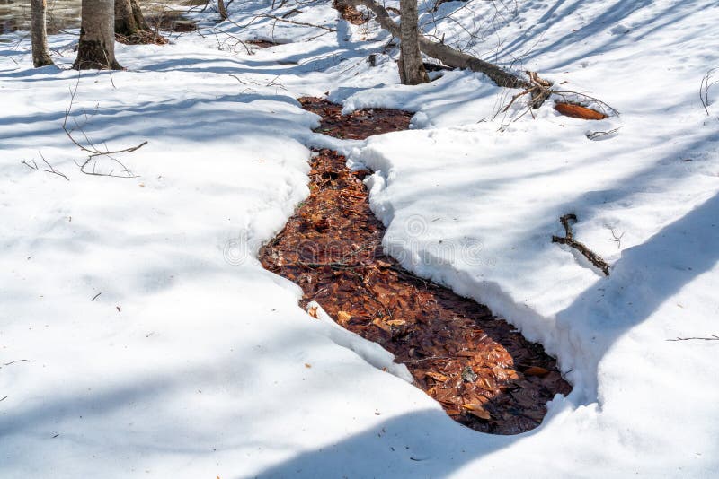 Spring Stream in the Forest. Snow Melting Stock Image - Image of scene ...