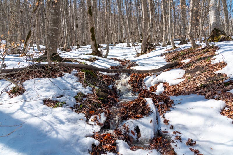 Spring Stream in the Forest. Snow Melting Stock Photo - Image of creek ...