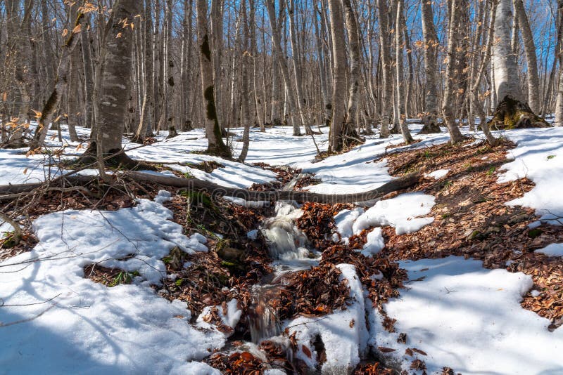 Spring Stream in Deep Forest Stock Photo - Image of morning, nature ...