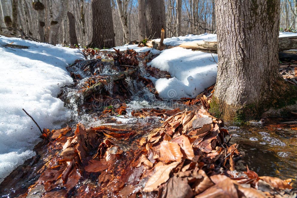 Spring Stream in the Forest. Snow Melting Stock Image - Image of early ...