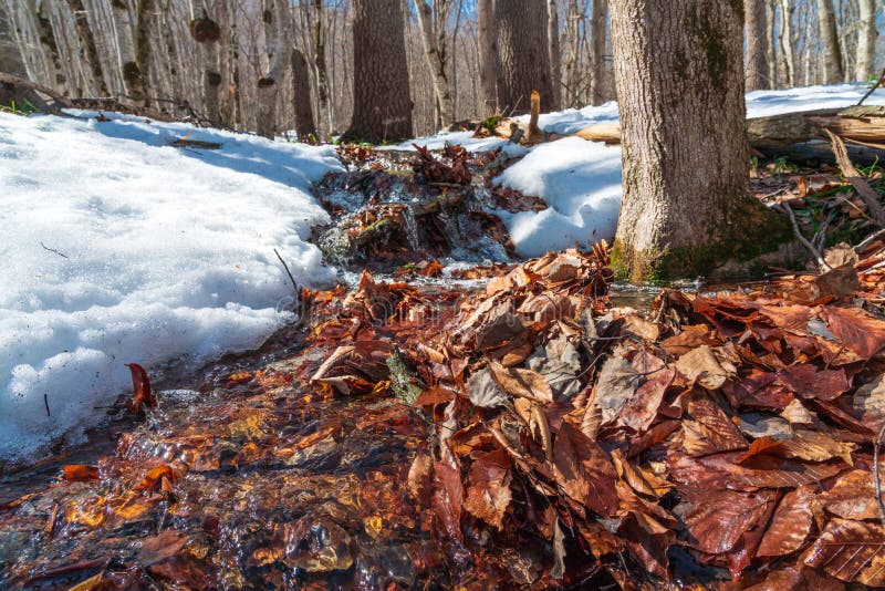 Spring Stream in the Forest. Snow Melting Stock Photo - Image of ...