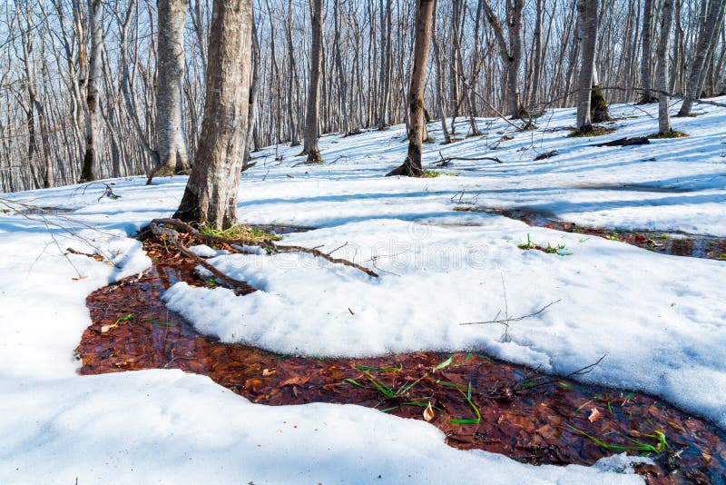 Spring Stream in the Forest, Snow Melting Stock Image - Image of ...