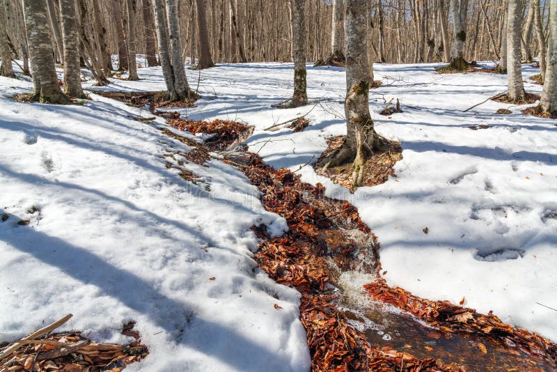 Spring Stream in the Forest. Snow Melting Stock Image - Image of creek ...
