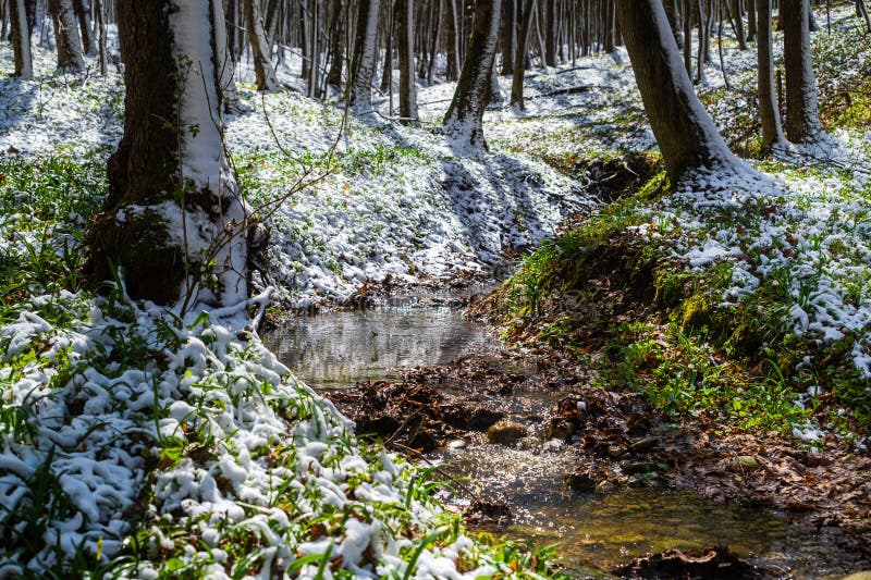 Springtime in the Woods, Saukville Wisconsin Stock Image - Image of ...