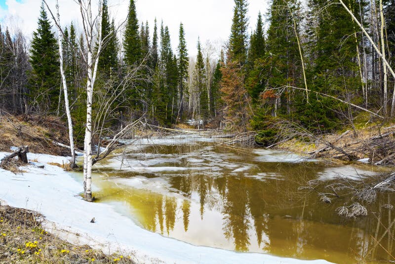 Spring Stream in the Siberian Taiga Stock Image - Image of aspen, birch ...