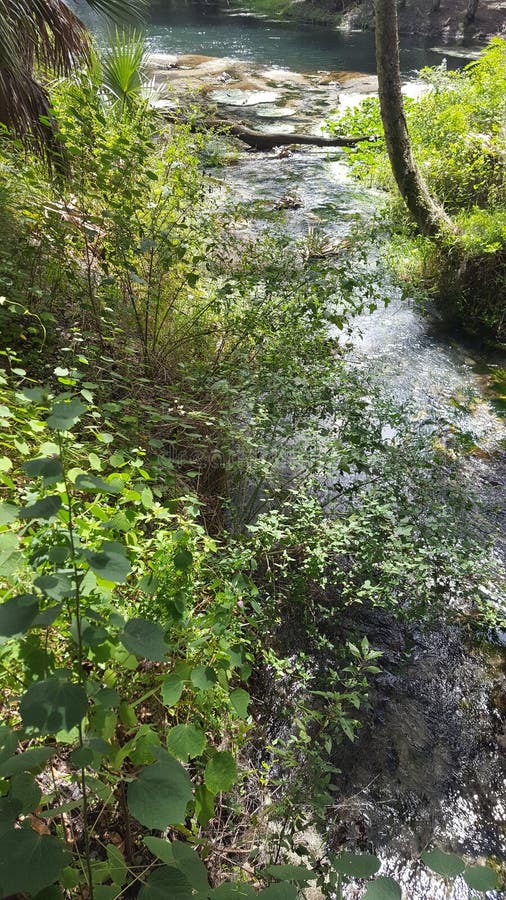 Spring stock photo. Image of spring, stream, plants - 115314446