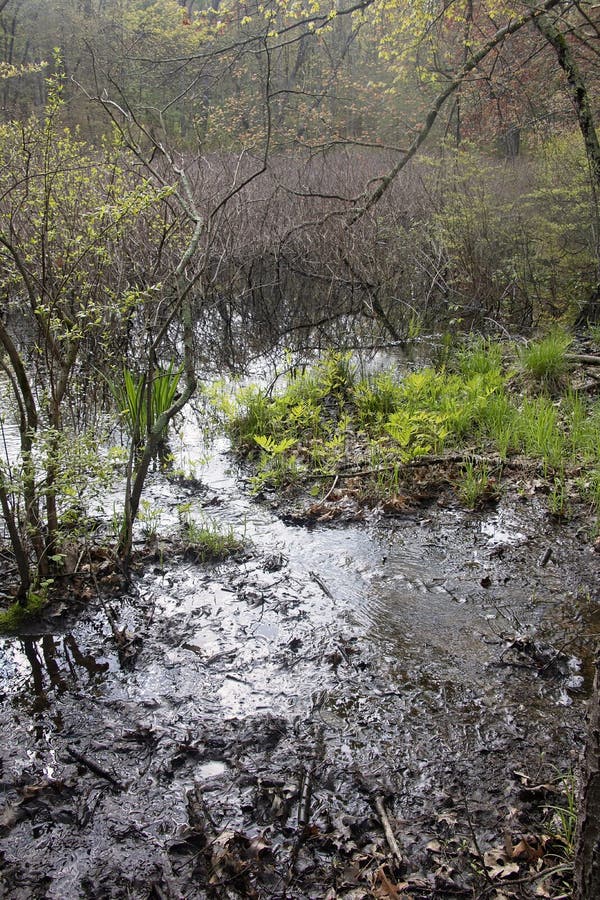 Spring Stream in the Woods stock image. Image of stream - 147965005