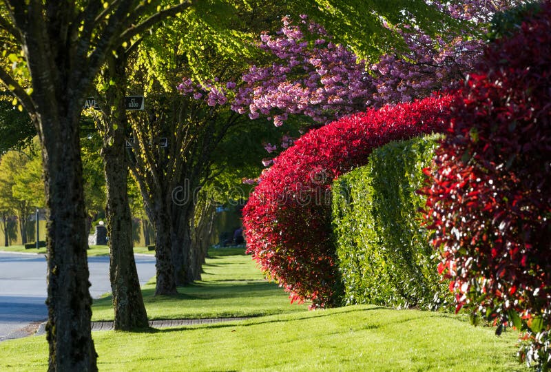 Spring Street stock image. Image of canada, nature, landscaped - 31314261