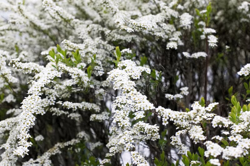 Spring Streets in One Area of Munic Stock Image - Image of season ...