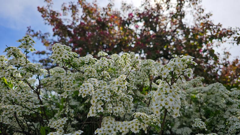 Spring Streets in One Area of Munic Stock Photo - Image of season, bush ...