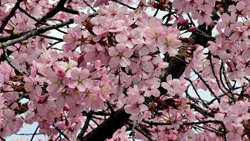 Spring Streets in One Area of Munic Stock Photo - Image of bush, garden ...