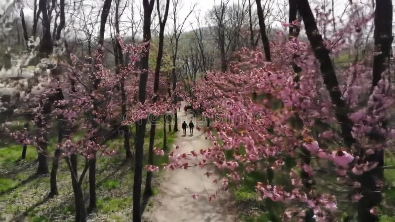 Spring Stroll: Blossoms, Path, Figures Stock Footage - Video of path ...