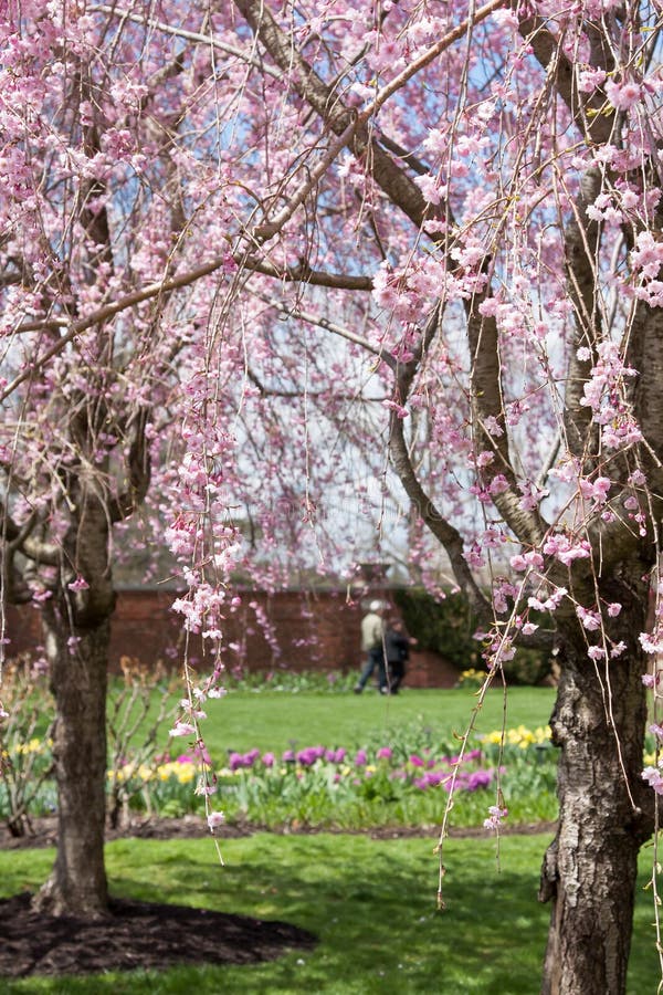 Peaceful Garden stock image. Image of spring, perennial - 95173013