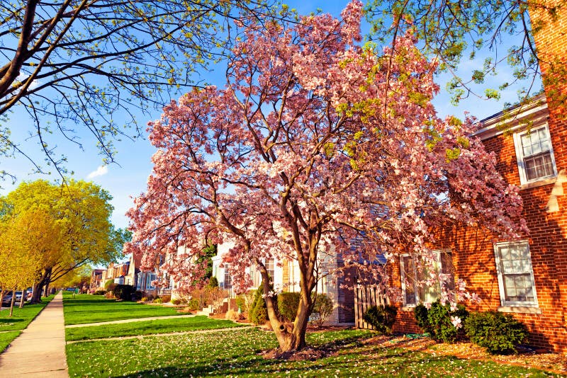 Spring in suburbs stock image. Image of fresh, gardens - 36556973