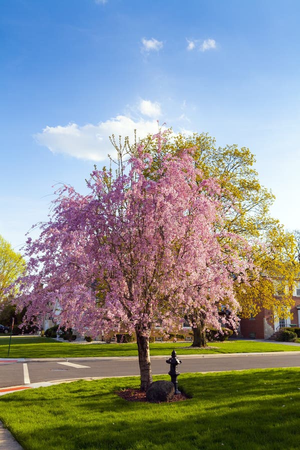Spring in suburbs stock photo. Image of american, chicago - 30976322