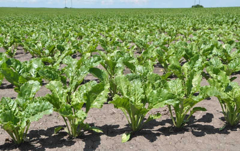 On the Farm Field Grow Sugar Beets Stock Photo - Image of farming ... On the Farm Field Grow Sugar Beets Stock Photo - Image of farming ...