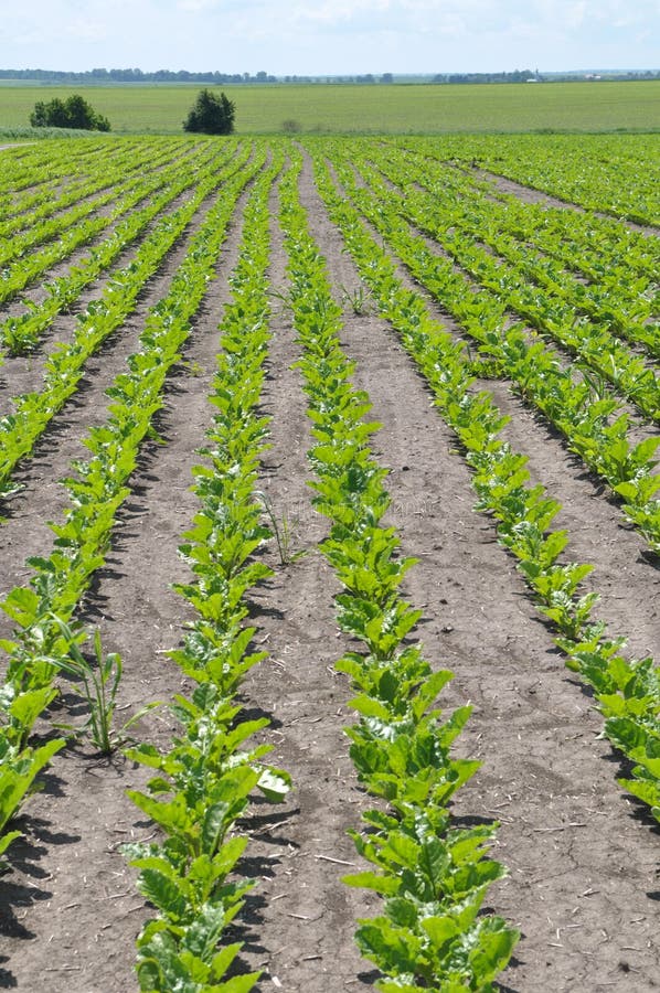 On the Farm Field Grow Sugar Beets Stock Image - Image of nature, land ... On the Farm Field Grow Sugar Beets Stock Image - Image of nature, land ...