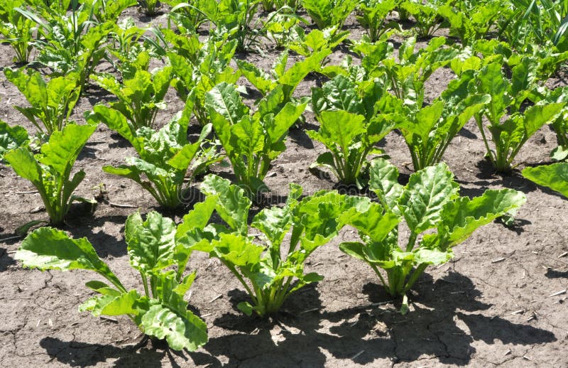 On the Farm Field Grow Sugar Beets Stock Image - Image of country ... On the Farm Field Grow Sugar Beets Stock Image - Image of country ...